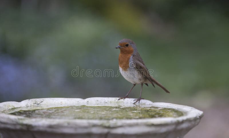 Robin stock photo. Image of labrador, black, robin, bird - 91956472