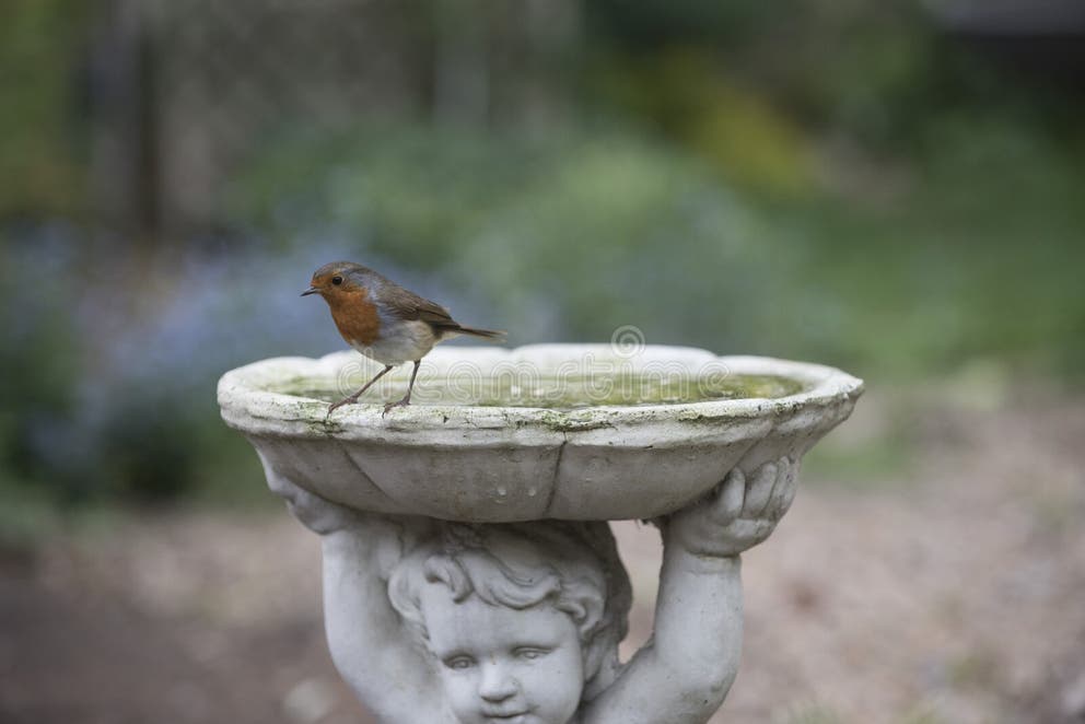 Robin stock image. Image of labrador, perched, small - 91956485