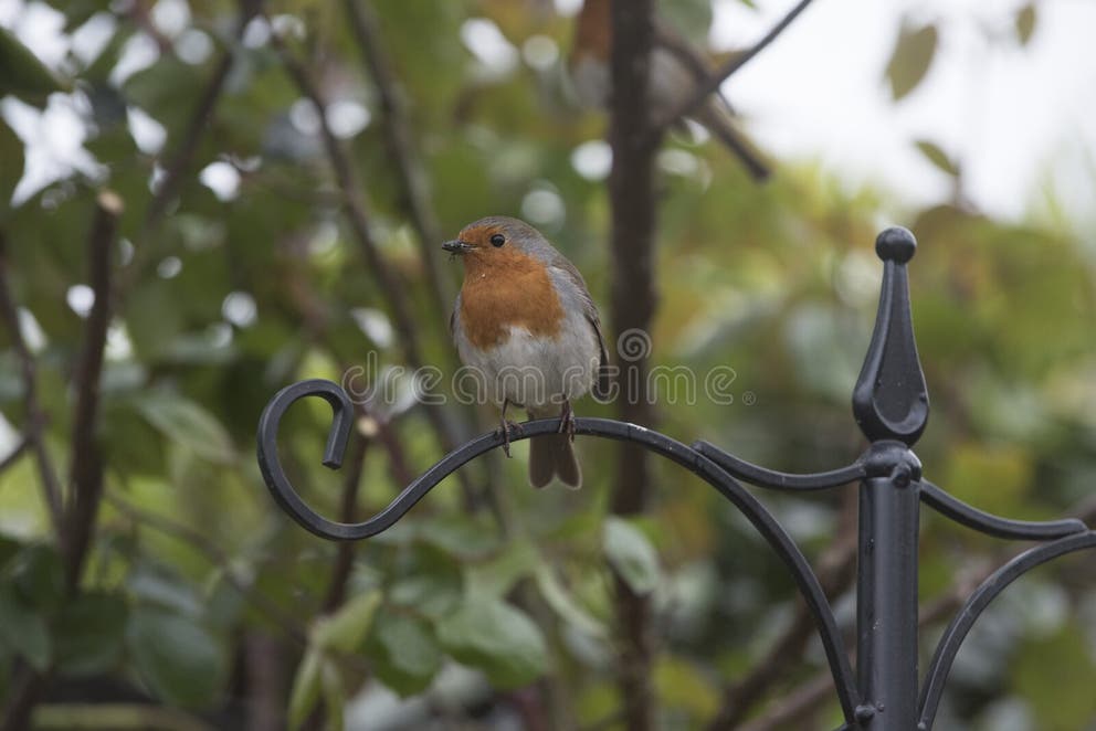 Robin stock image. Image of door, tame, european, perched - 91956513