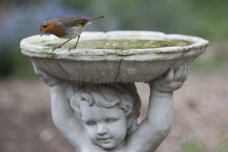 Robin stock photo. Image of labrador, cute, pose, european - 91956556