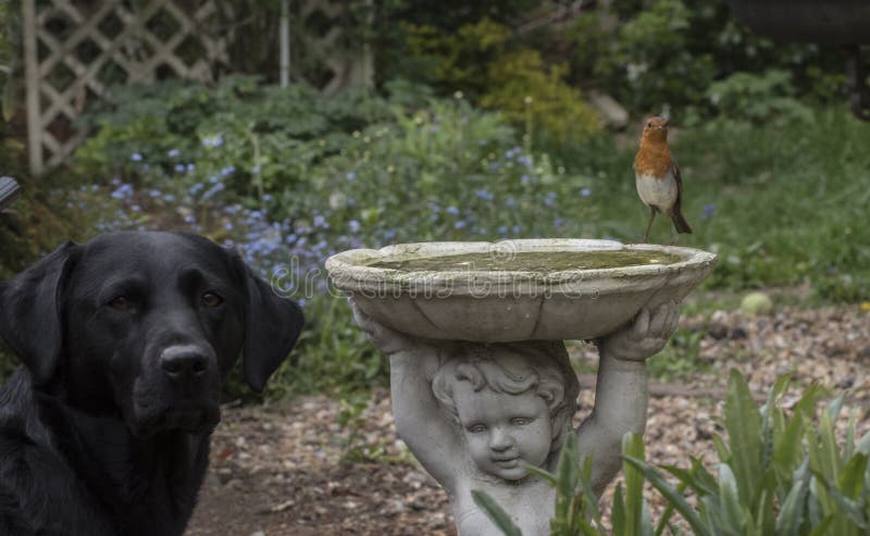 Robin stock photo. Image of tame, ladder, door, black - 91956600