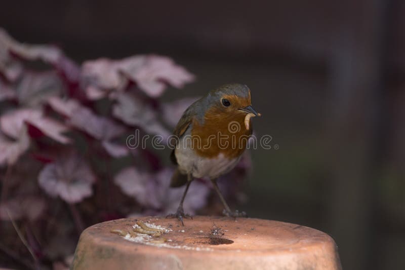 Robin stock image. Image of pose, bird, cute, door, european - 91976271