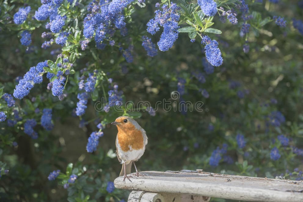 Robin stock image. Image of perched, bird, water, green - 91976287