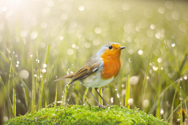 Robin in the Early Morning Stands on the Moss in the Sun Stock Image ...