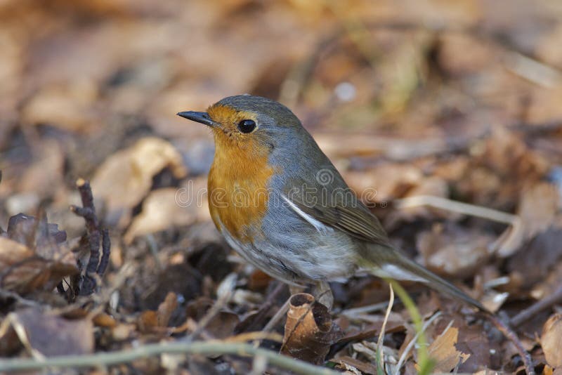 A robin stock image. Image of erithacus, birds, fugle - 50190755