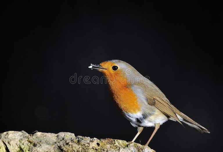 Robin eating. stock image. Image of fowl, christmas, robin - 22369875