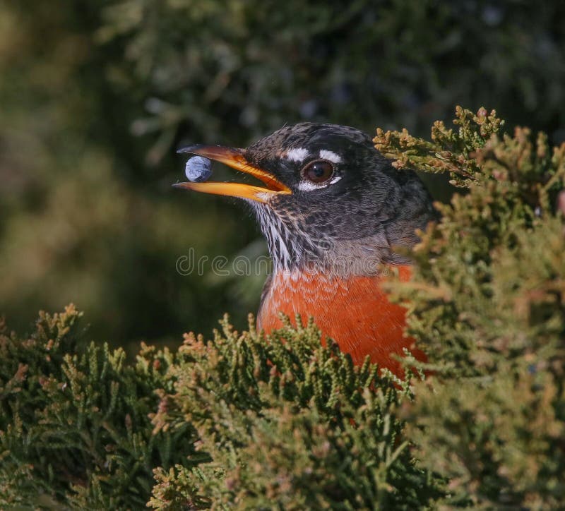 A Robin Eating a Berry from a Juniper Bush Stock Image - Image of ...