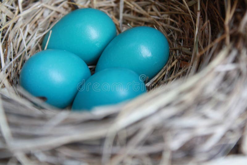 Robin Eggs stock photo. Image of shell, spring, hatching - 68460572