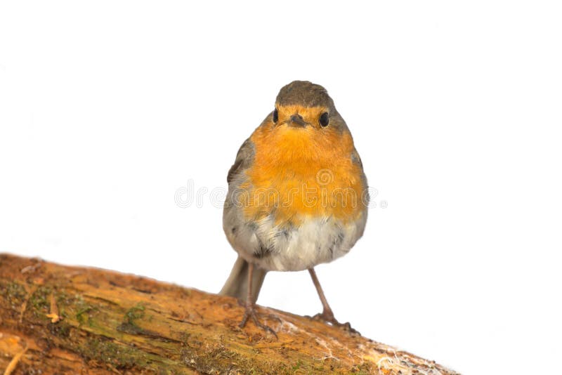 Robin bird stock photo. Image of chest, beauty, birdbeautiful - 23519304