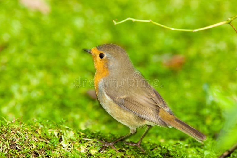 Robin bird stock photo. Image of chest, beauty, birdbeautiful - 23519304