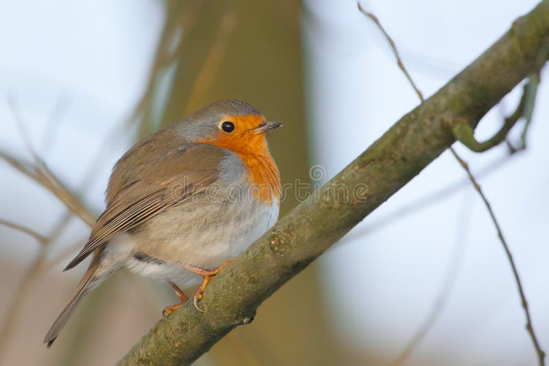 Robin (Erithacus rubecula) stock photo. Image of feather - 29275640