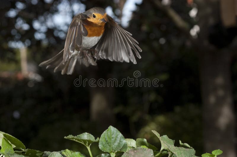 Robin - Erithacus rubecula stock image. Image of feather - 139387493