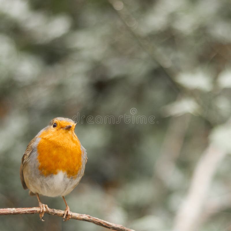 Robin (Erithacus rubecula) stock image. Image of europe - 37916899
