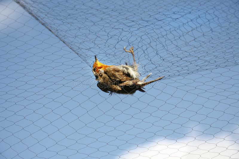 207 Bird Caught Net Stock Photos - Free & Royalty-Free Stock Photos ...