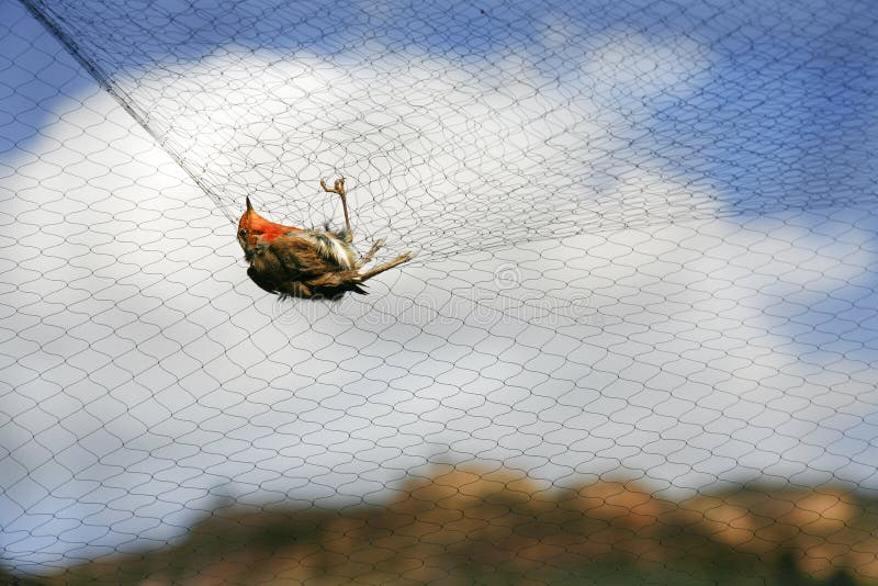 Robin, Erithacus Rubecula, Caught Face-up in a Net for Scientific Study ...