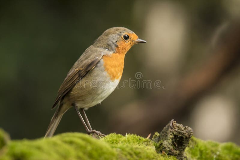 Robin, Erithacus Rubecula, Cute Songbird. Stock Image - Image of bird ...