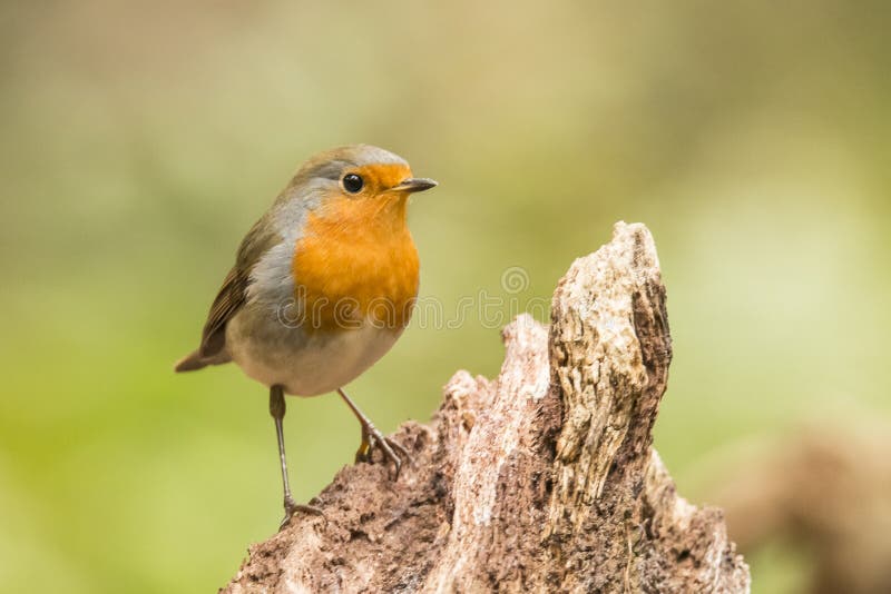 Robin, Erithacus Rubecula, Cute Songbird. Stock Image - Image of ...