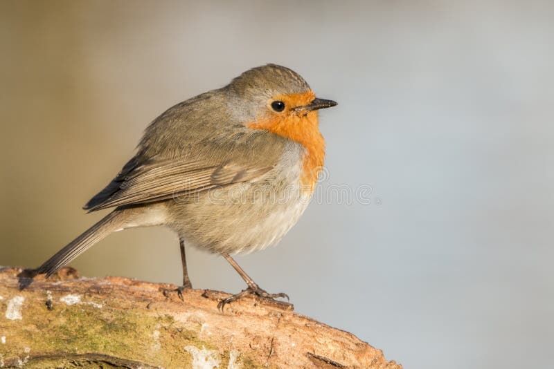 Robin, Erithacus Rubecula, Cute Songbird. Stock Image - Image of cute ...