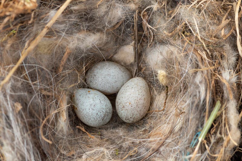 Robin Erithacus Rubecula Eggs Stock Photo - Image of songbird, nest ...