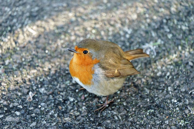 Robin Erithacus rubecula stock photo. Image of songbird - 83673256