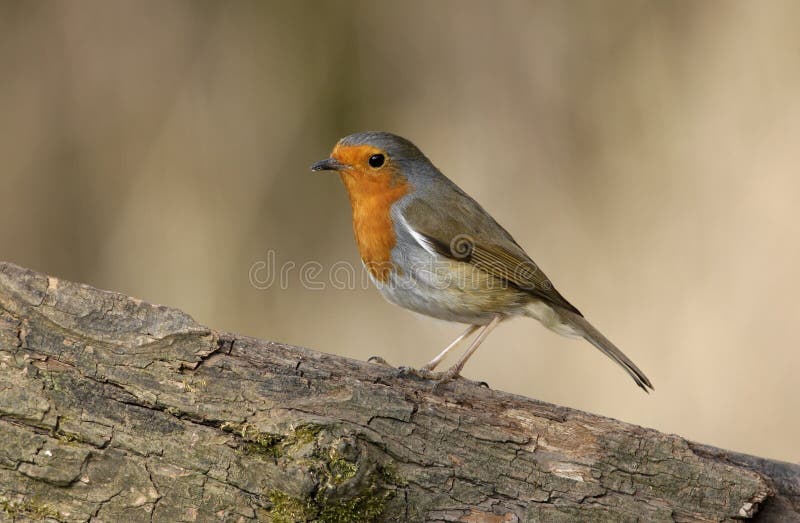 Robin, Erithacus rubecula stock image. Image of park - 39121445
