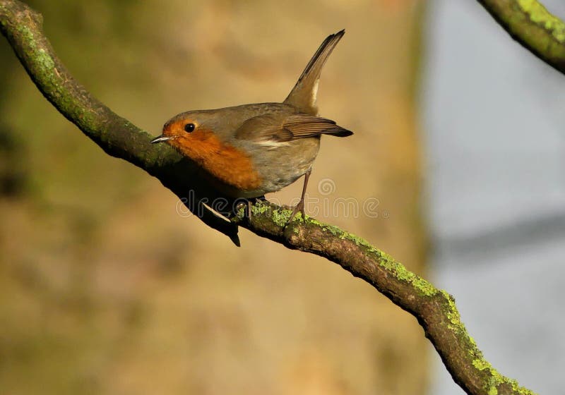 Robin with tail in the air stock photo. Image of winter - 206313822