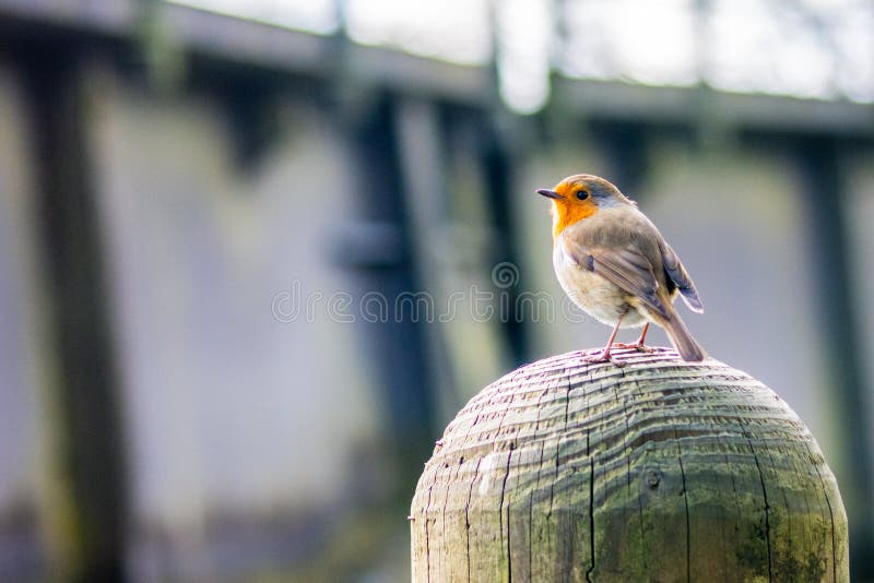 Rounded Robin Font Stock Photos - Free & Royalty-Free Stock Photos from ...