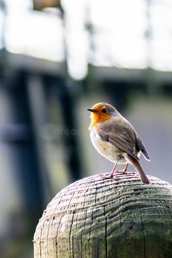 Common Robin at wintertime stock photo. Image of robin - 32719492