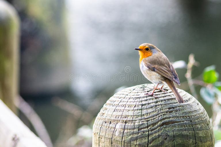 Rounded Robin Font Stock Photos - Free & Royalty-Free Stock Photos from ...