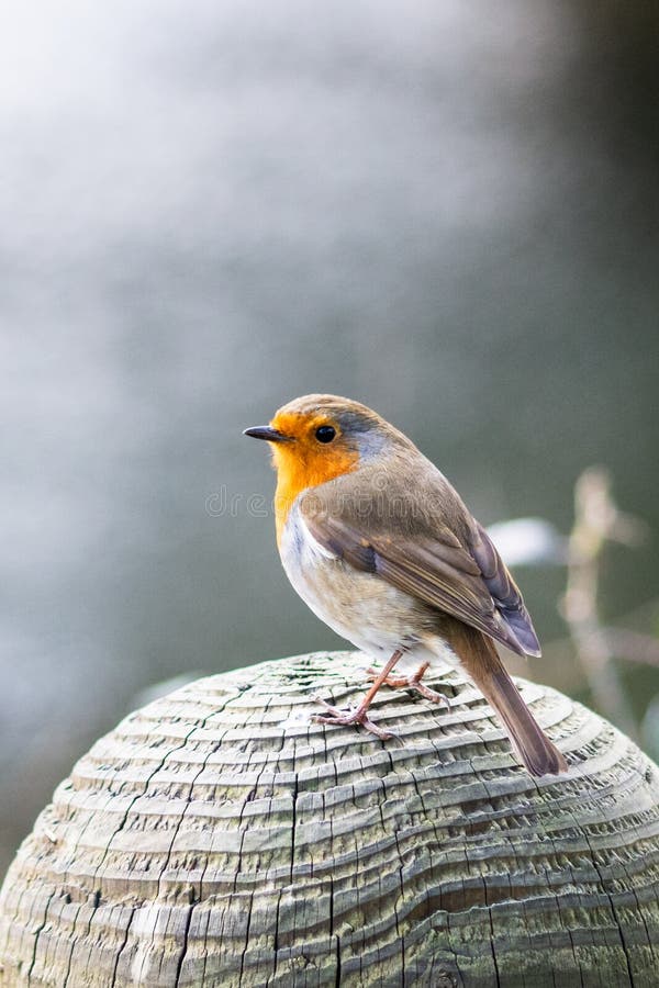 Rounded Robin Font Stock Photos - Free & Royalty-Free Stock Photos from ...