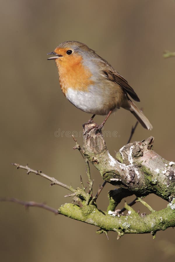 Singing Robin bird stock photo. Image of robin, nature - 18225940