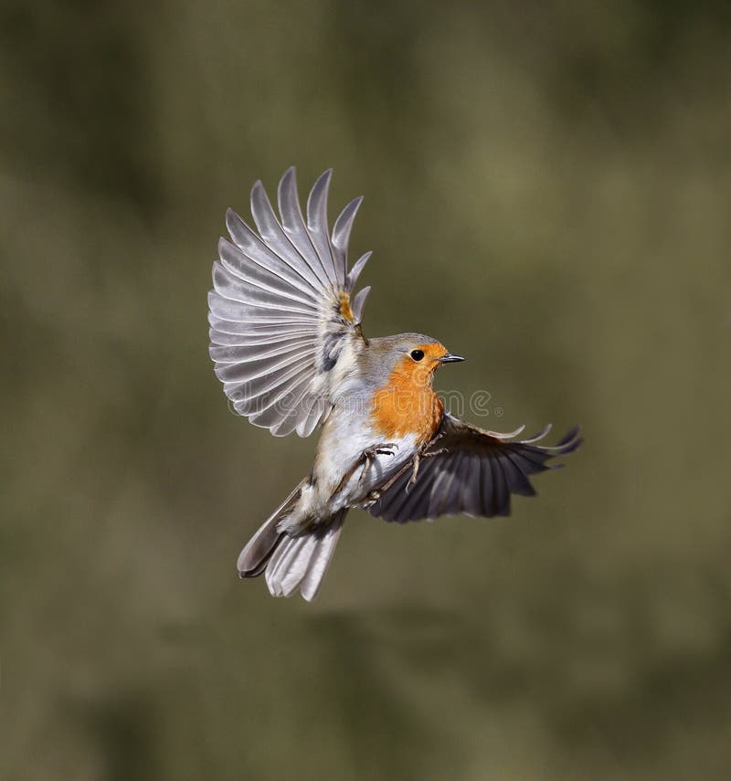 Robin In Flight