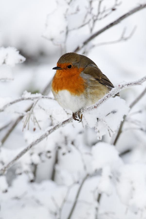 Christmas Robin in the Snow Stock Image - Image of redbreast, nature ...
