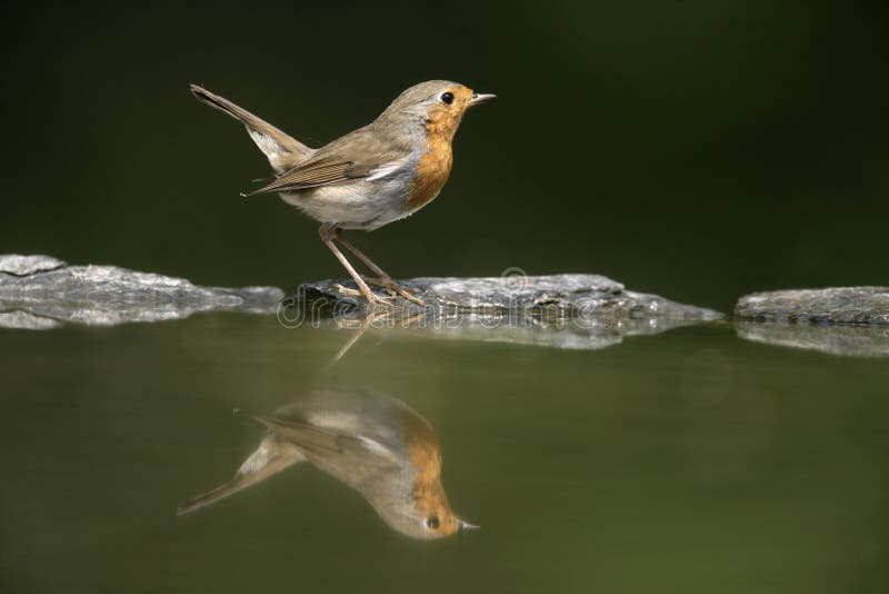 Robin, Erithacus rubecula stock image. Image of park - 39121445