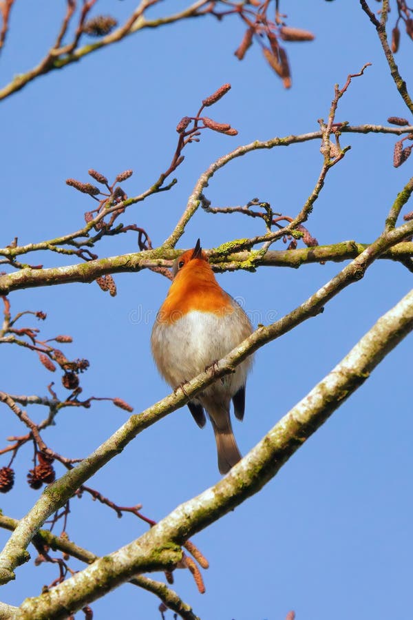Robin ( Erithacus Rubecula ) Stock Image - Image of flower, animal ...