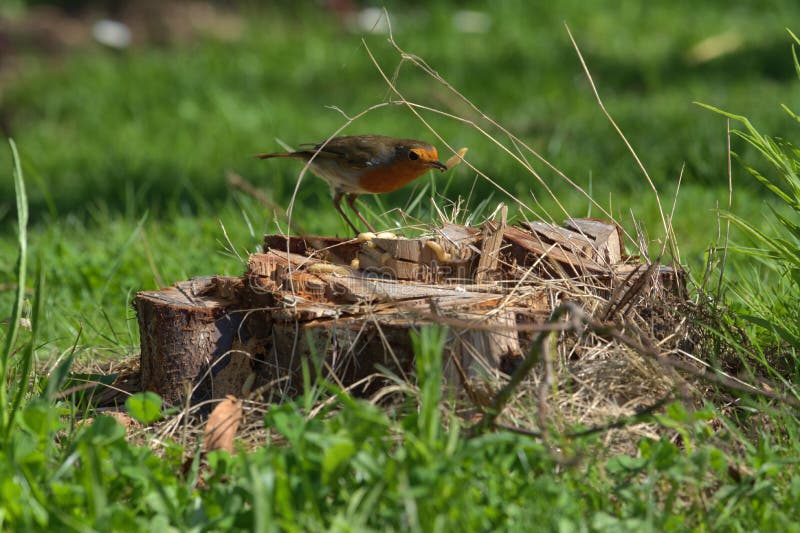 Robin, Erithacus Rubecula, on Tree Stump with Waxworms Stock Photo ...