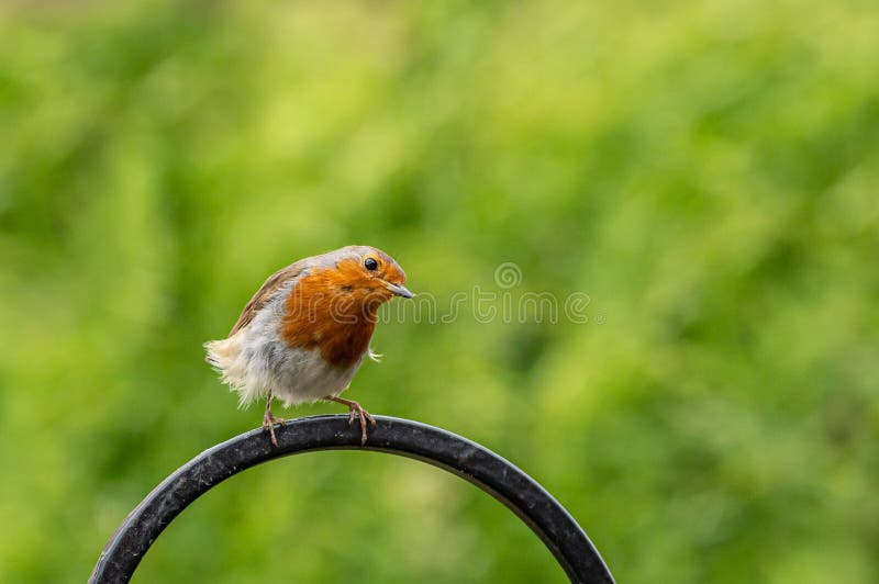 Robin, Erithacus Rubecula, with Wind Blowing Feathers, Perched on a ...