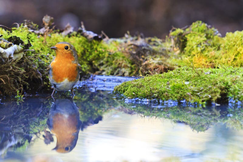 Male Common Blackbird Wild-bird Taking A Bath In A Water-fountain In ...