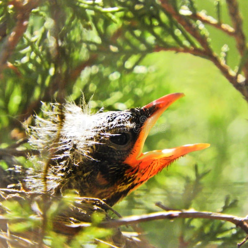 Robin Chick Waiting for Food with Open Mouth Stock Image - Image of ...