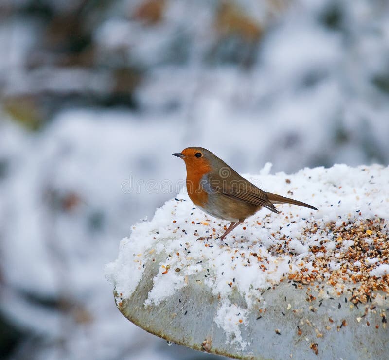 Robin at a Snowy Bird Feeder in Winter Stock Image - Image of beak ...