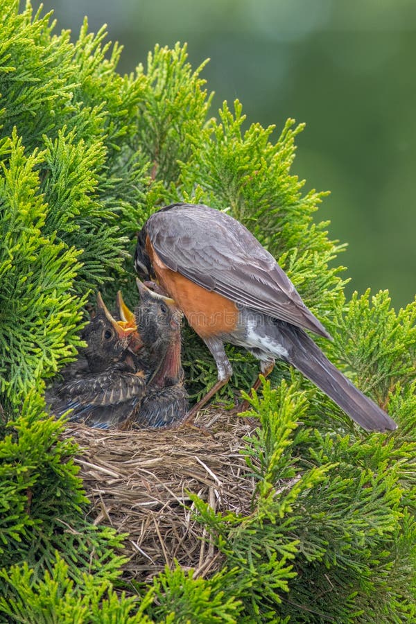 American Robin Chicks In The Nest. Stock Photo - Image of nature ...