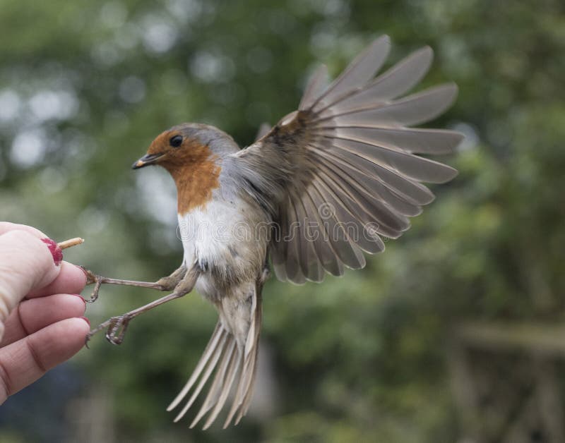 Robin stock image. Image of flying, brave, wings, cute - 92049207