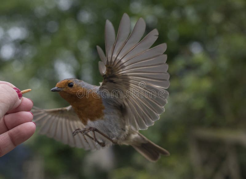 Robin stock photo. Image of taking, sitting, wings, bird - 92049692