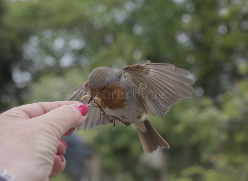 Robin stock photo. Image of human, small, green, redbreast - 92049956