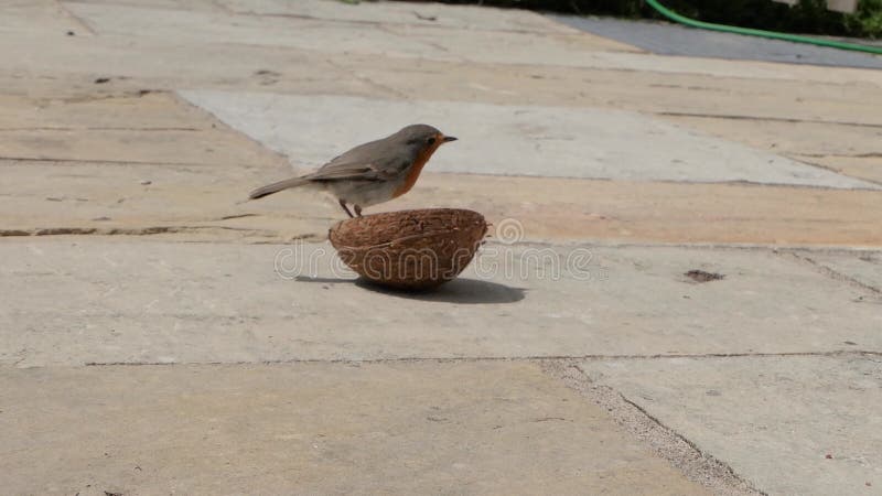 Robin Feeding from Insect Coconut Suet Shell at Bird Table Stock Video ...