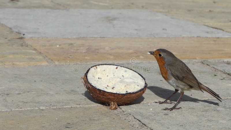 Robin Feeding from Insect Coconut Suet Shell at Bird Table Stock ...