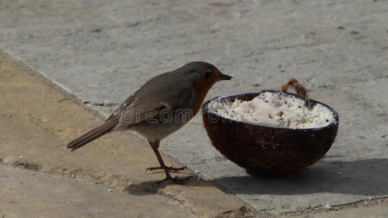 Robin Feeding from Insect Coconut Suet Shell at Bird Table Stock ...