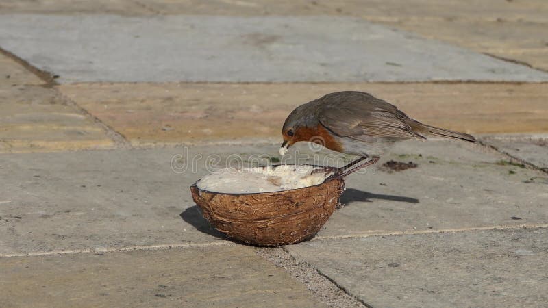 Robin Feeding from Insect Coconut Suet Shell at Bird Table Stock Video ...