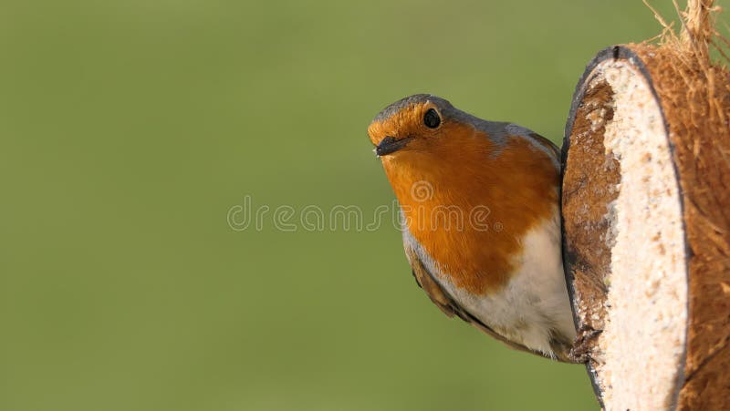 Robin Feeding from Insect Coconut Suet Shell at a Table Stock Image ...