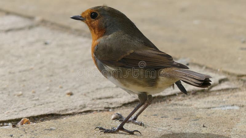 Robin Feeding from Insect Coconut Suet Shell on Ground Stock Image ...